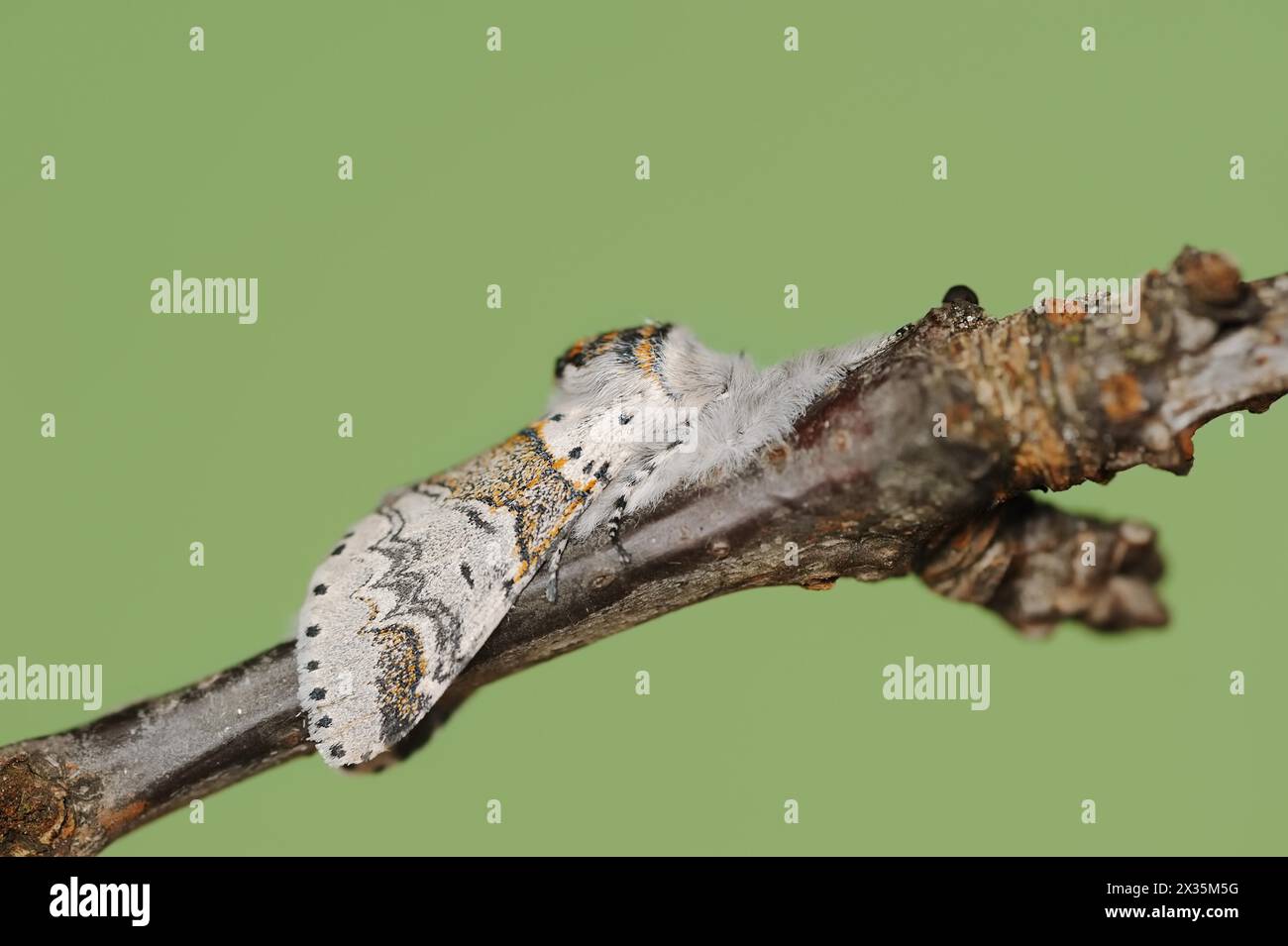 Sallow kitten moth (Furcula furcula), North Rhine-Westphalia, Germany ...