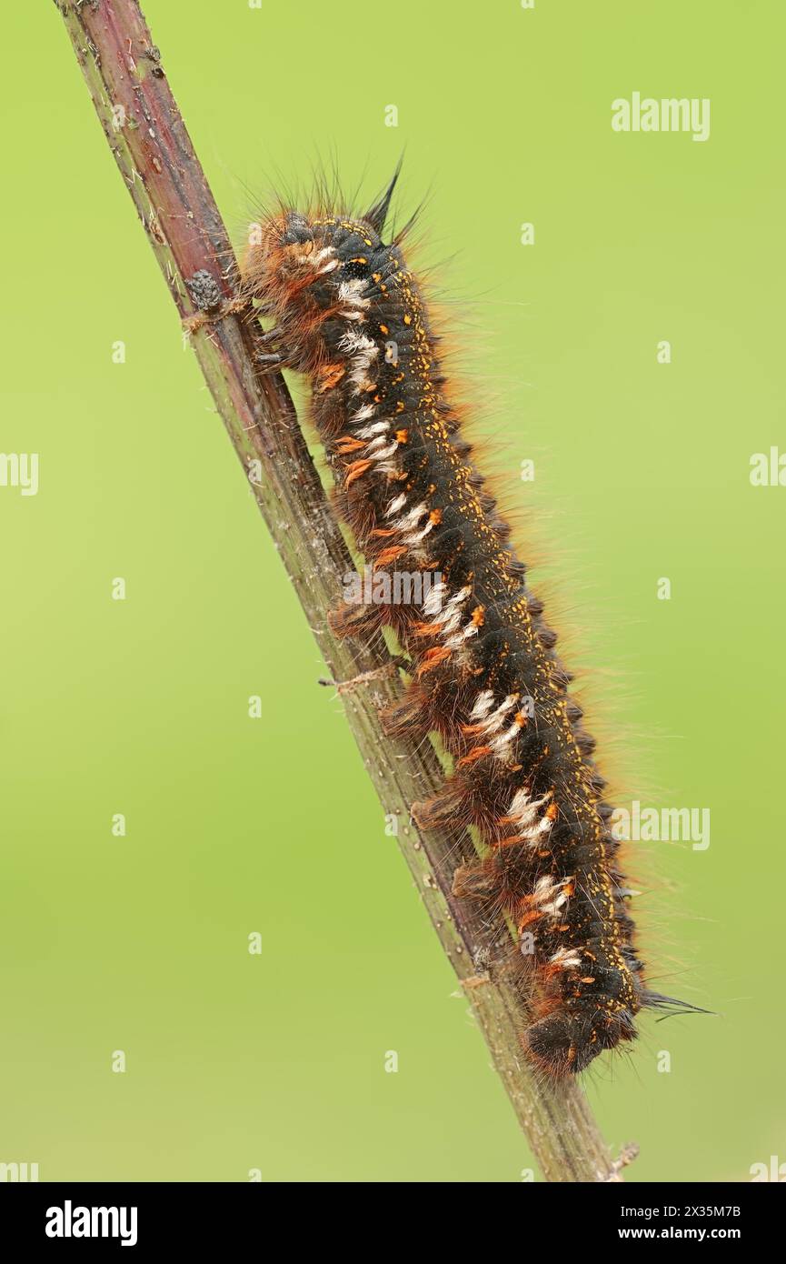 Drinker moth (Euthrix potatoria), caterpillar, North Rhine-Westphalia ...