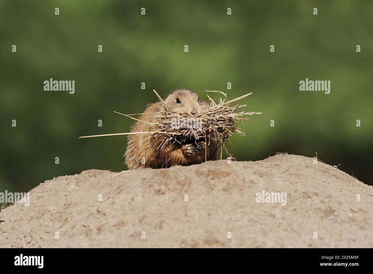 Black-tailed prairie dog (Cynomys ludovicianus) with nesting material ...