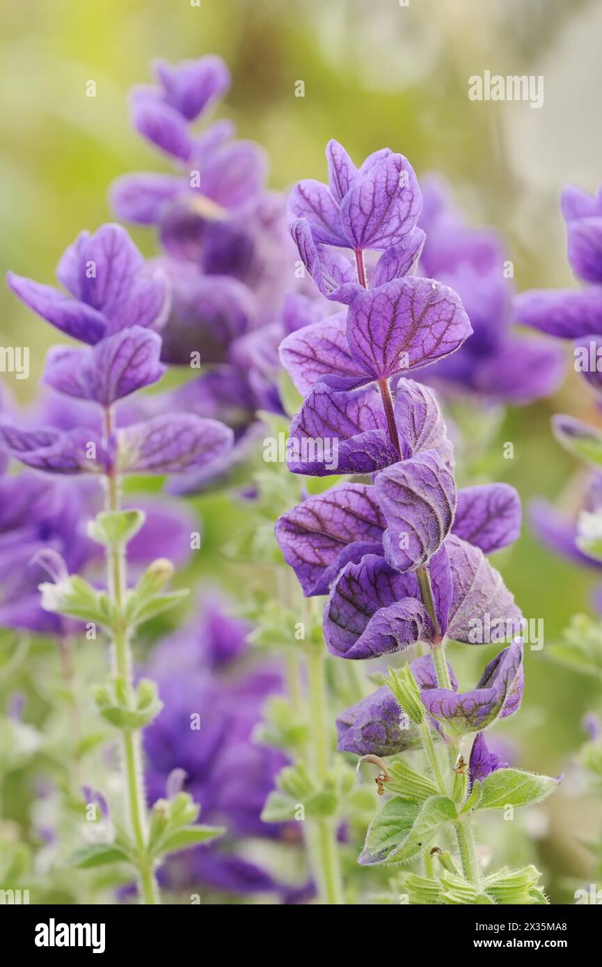 Crested Sage Salvia Viridis Salvia Horminum North Rhine Westphalia Crested Sage Salvia Viridis Salvia Horminum North Rhine Westphalia