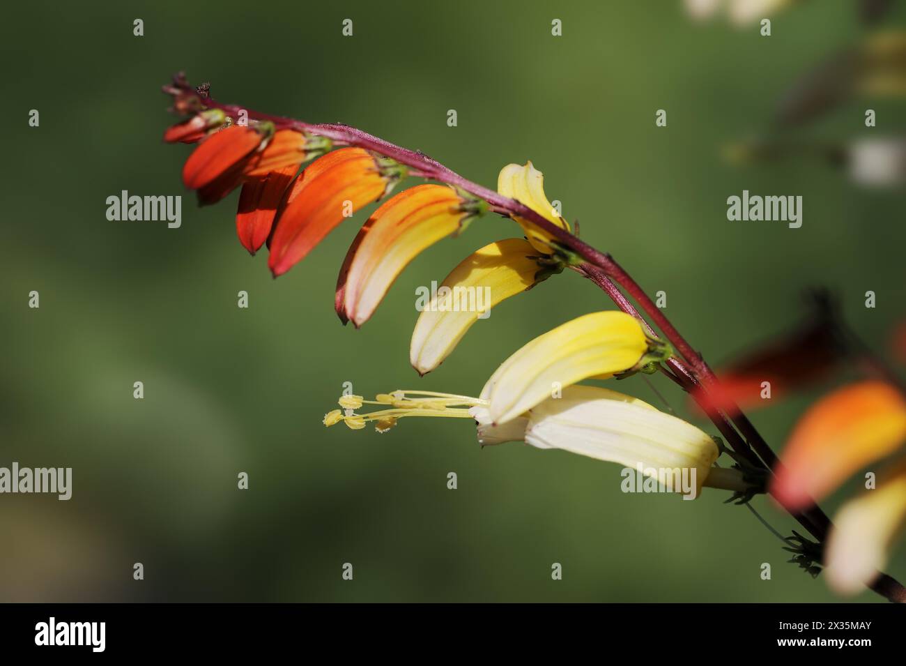 Star bindweed or Spanish flag (Ipomoea lobata, Quamoclit lobata ...
