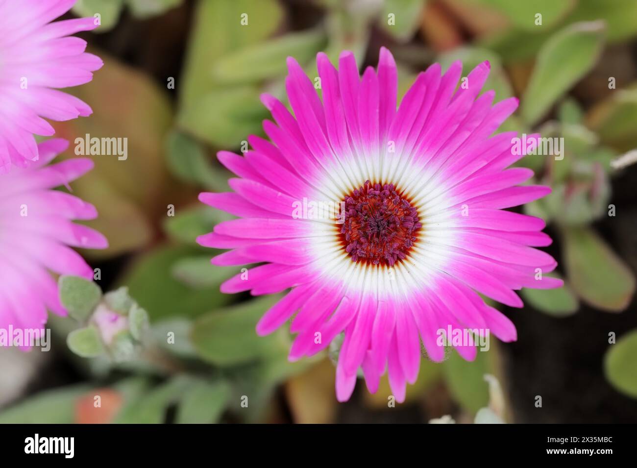 Flower native to north africa hi-res stock photography and images - Alamy