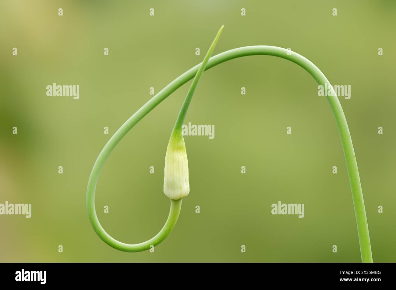 Garlic (Allium sativum), flower bud, North Rhine-Westphalia, Germany ...