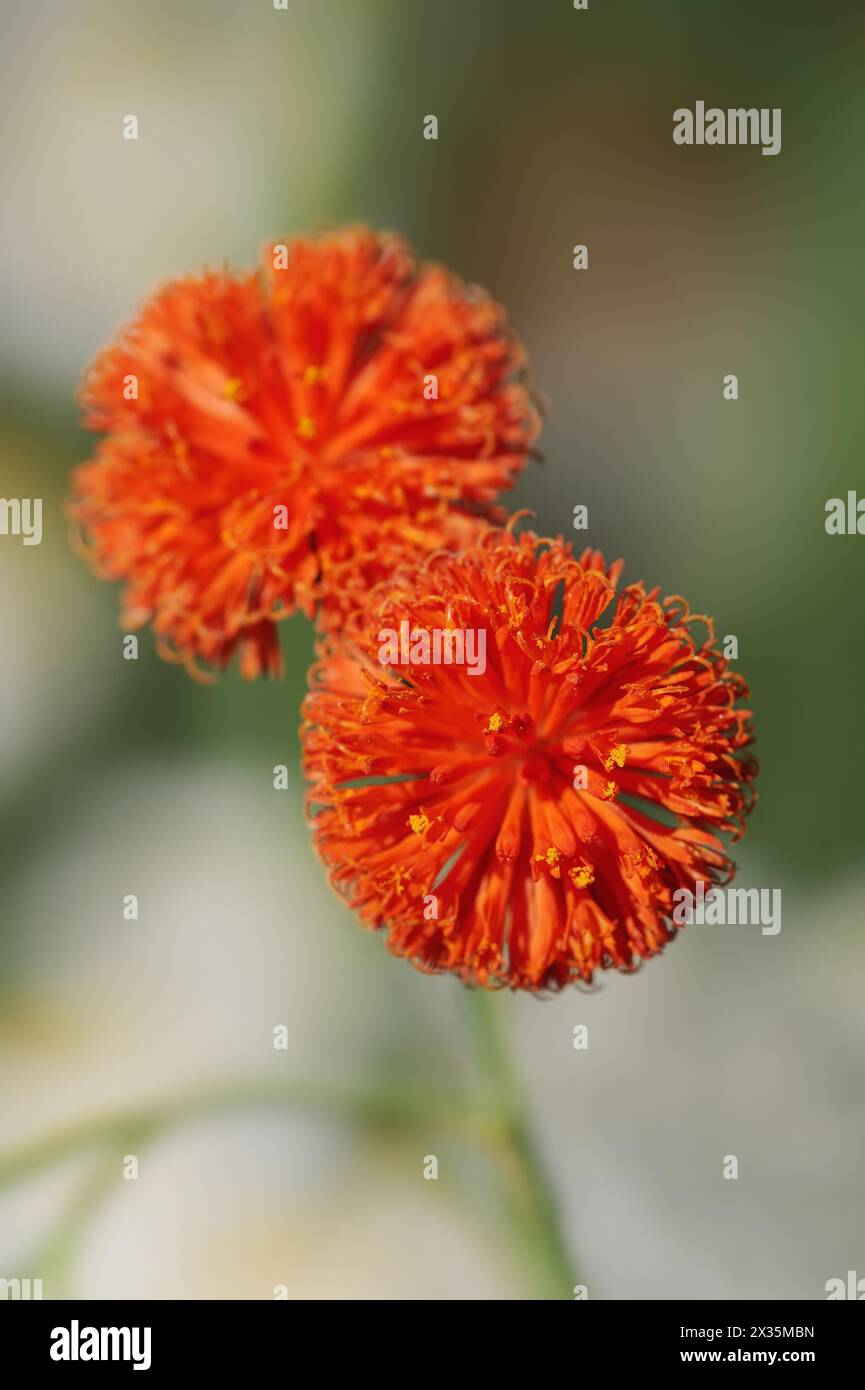 Orange-red Emilia (Emilia coccinea, Cacalia coccinea), flowers, native ...