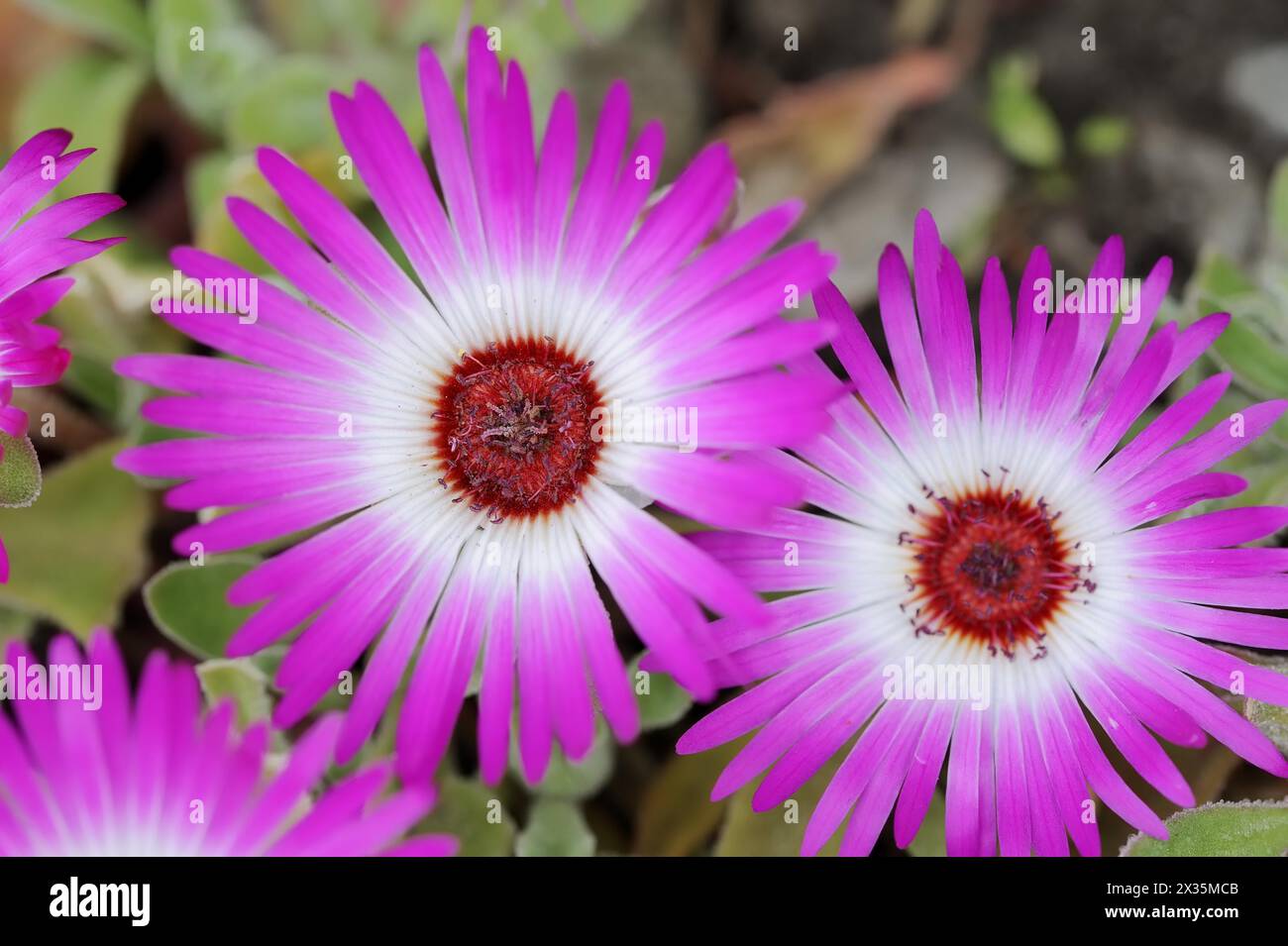 Flower native to north africa hi-res stock photography and images - Alamy