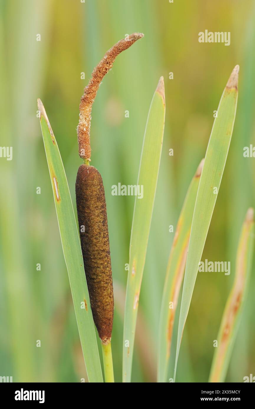 Broad-leaved bulrush (Typha latifolia), North Rhine-Westphalia, Germany ...