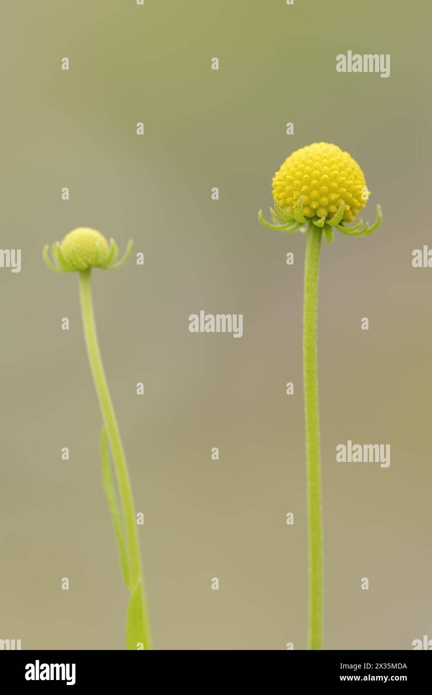 Gummy bear flower or pineapple flower (Cephalophora aromatica, Helenium ...