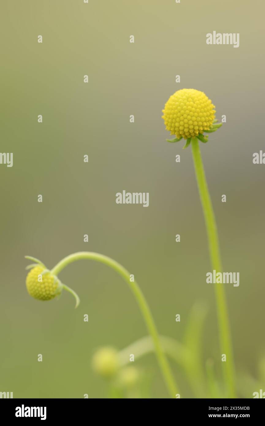 Gummy bear flower or pineapple flower (Cephalophora aromatica, Helenium ...