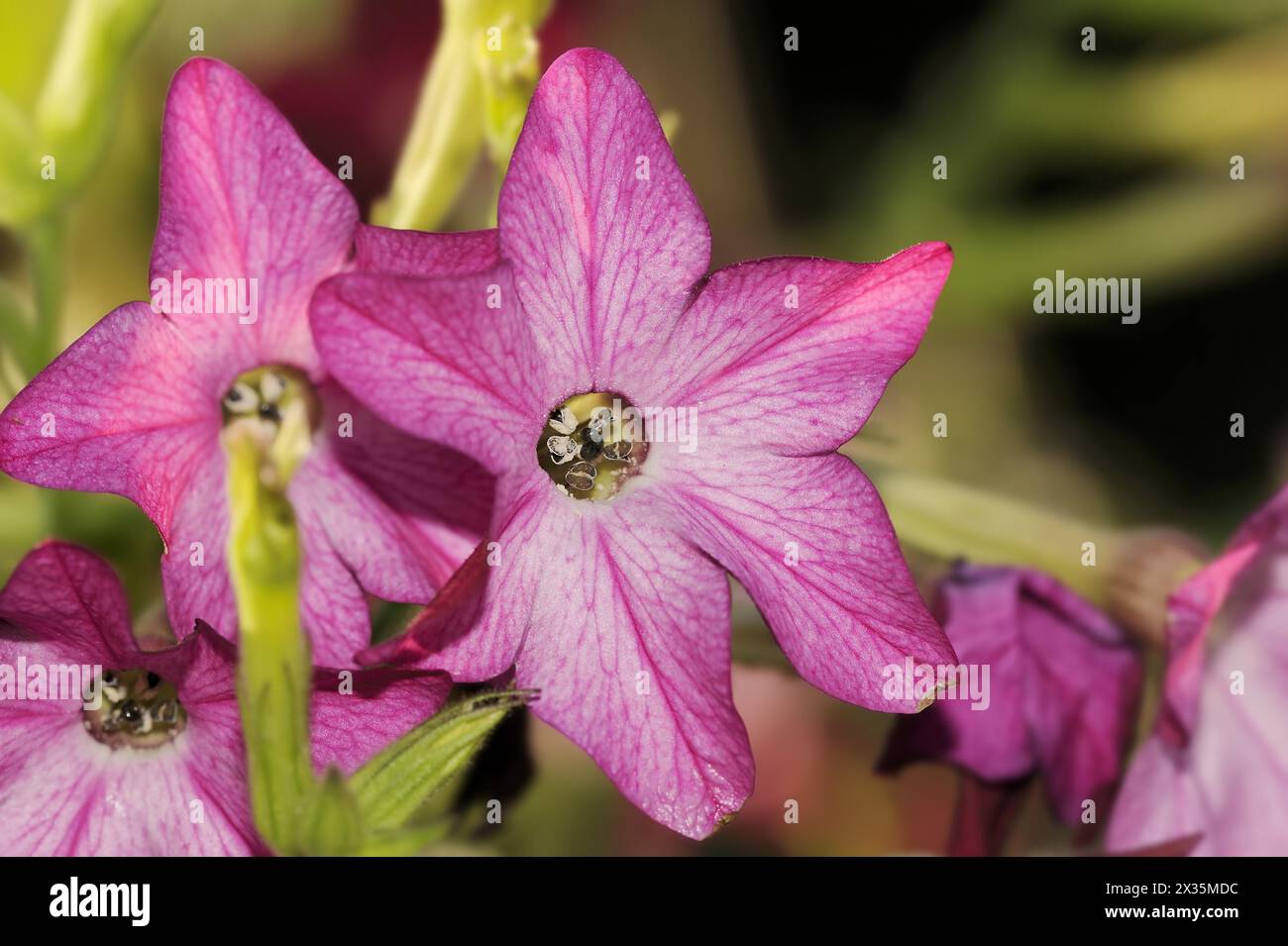Ornamental tobacco (Nicotiana alata), flower, native to South America ...