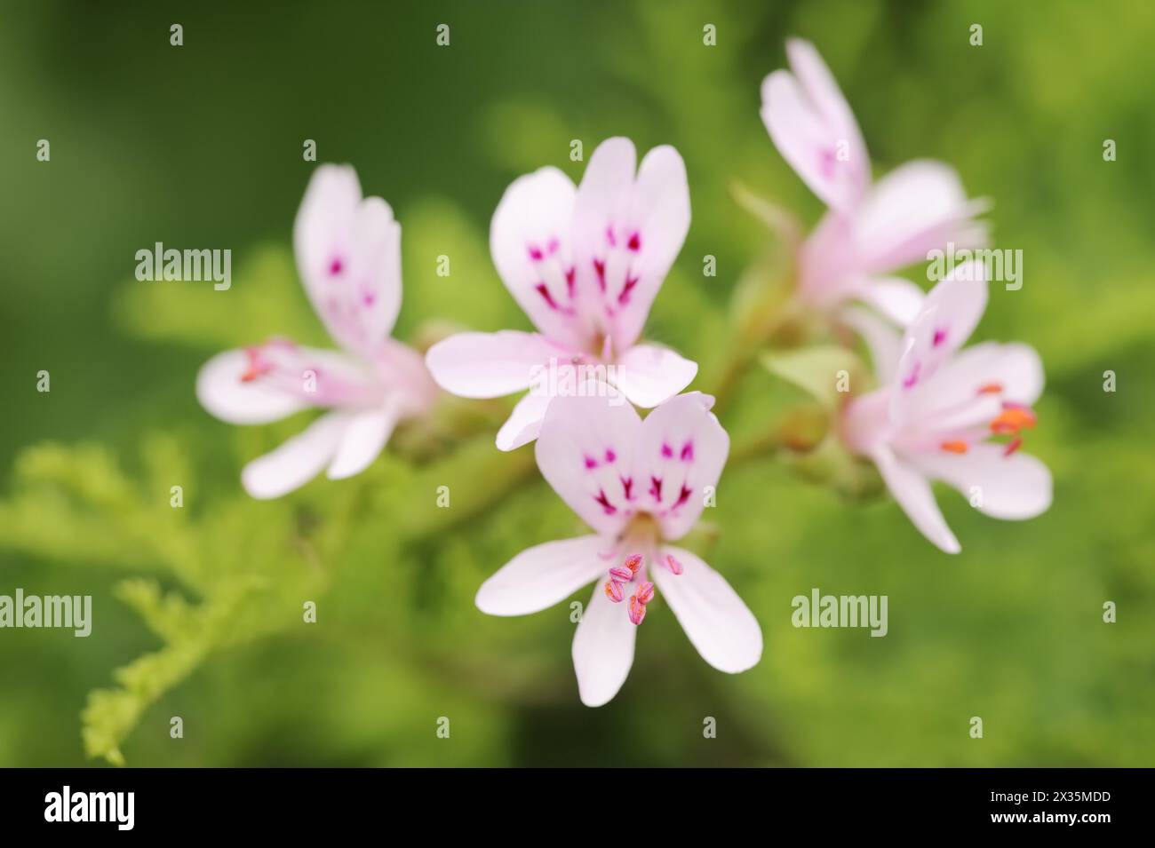 Delicate scented geranium (Pelargonium denticulatum), flowers, native ...