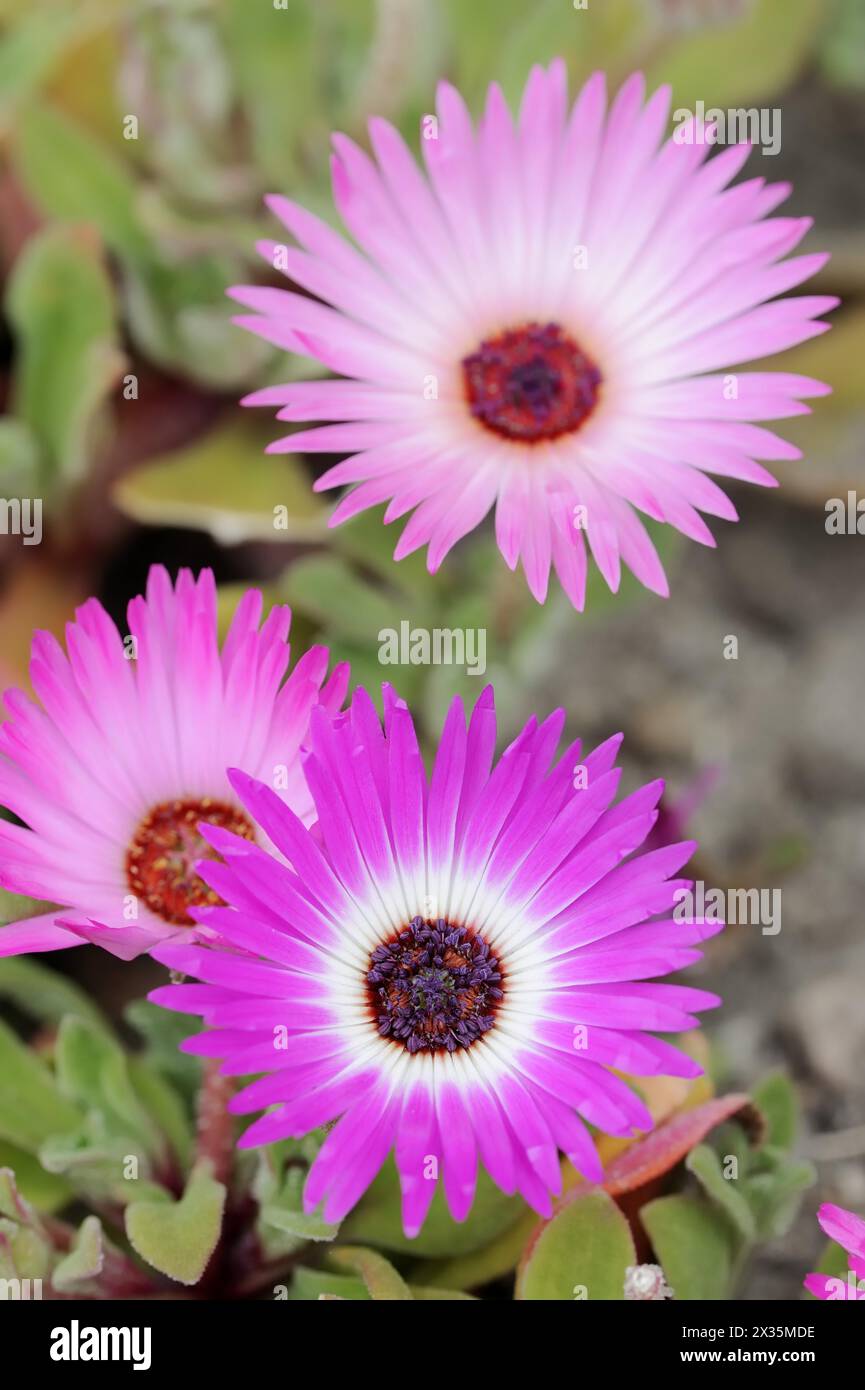 Flower native to north africa hi-res stock photography and images - Alamy