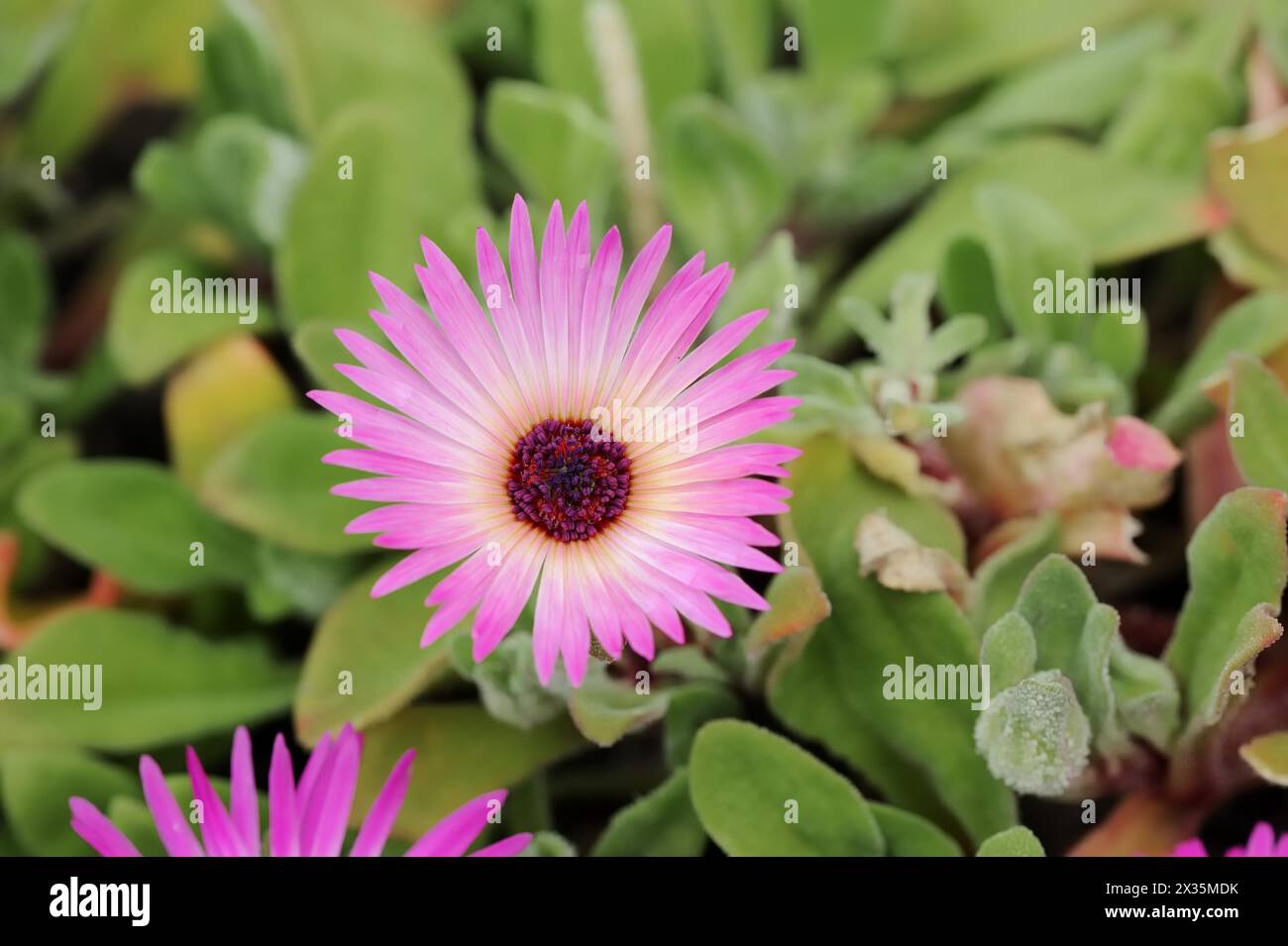 Flower native to north africa hi-res stock photography and images - Alamy