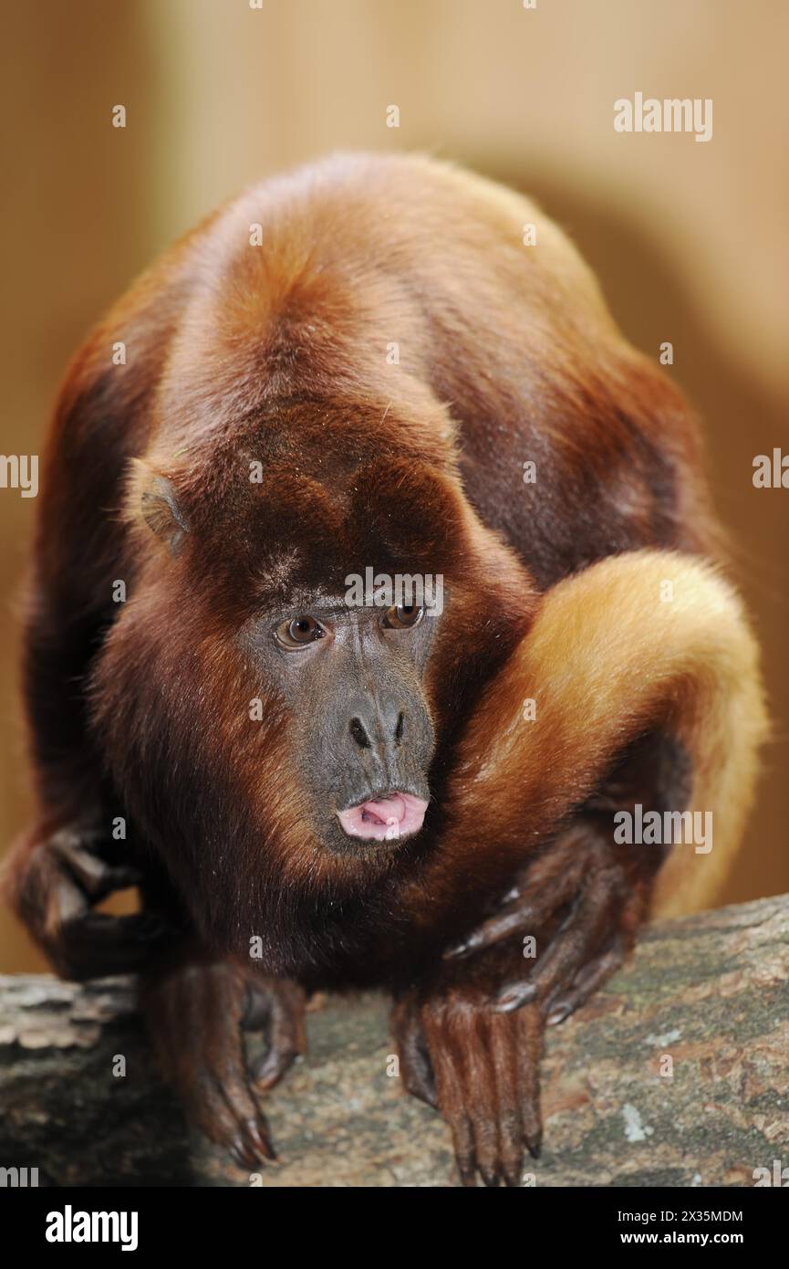 Venezuelan red howler (Alouatta seniculus), captive, occurring in South ...