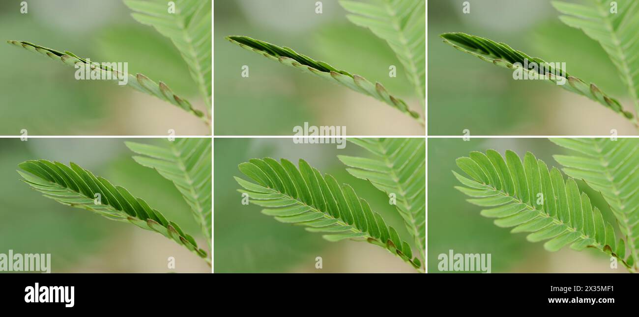 Shameful sensory plant hi-res stock photography and images - Alamy