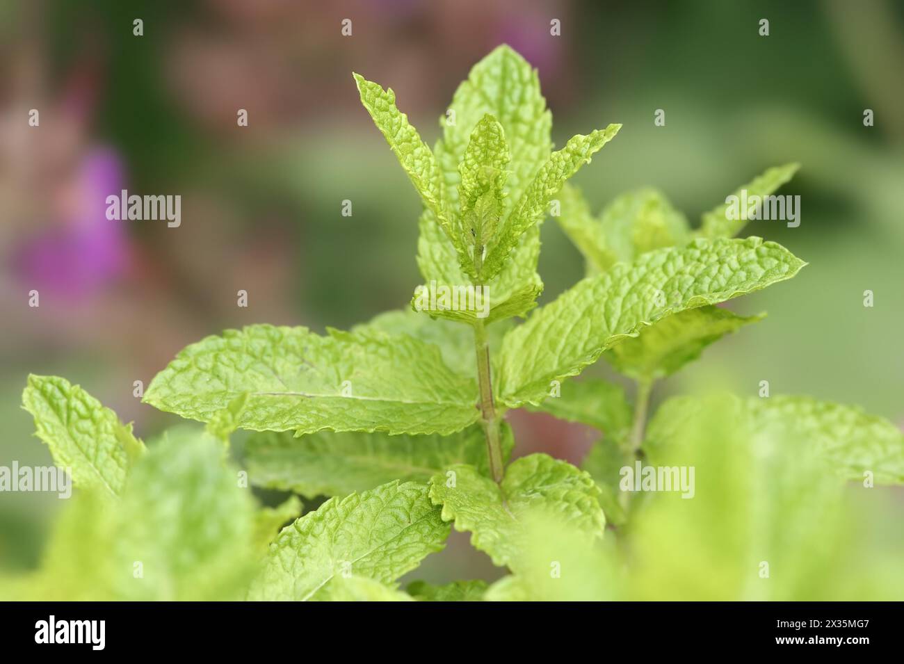 Curled flower hi-res stock photography and images - Alamy