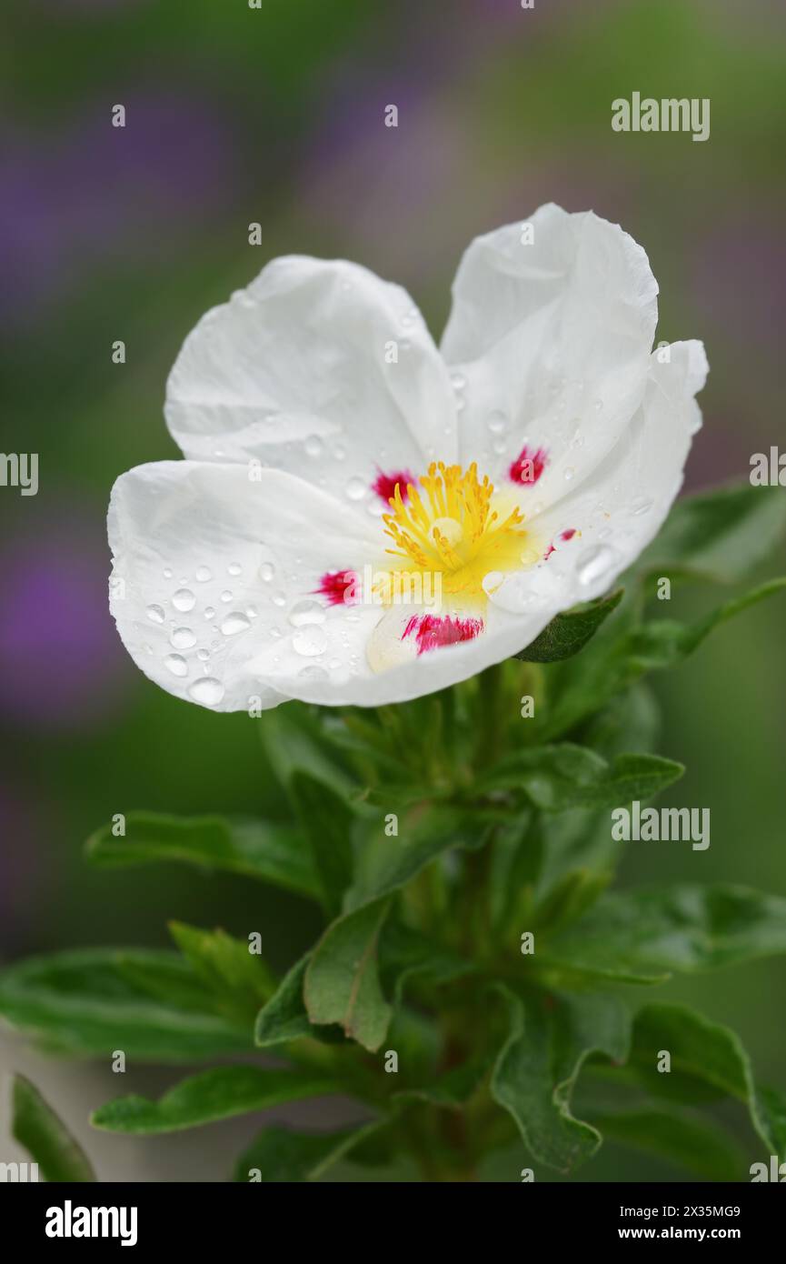 Gum rockrose (Cistus ladanifer), flower, Provence, France Stock Photo ...