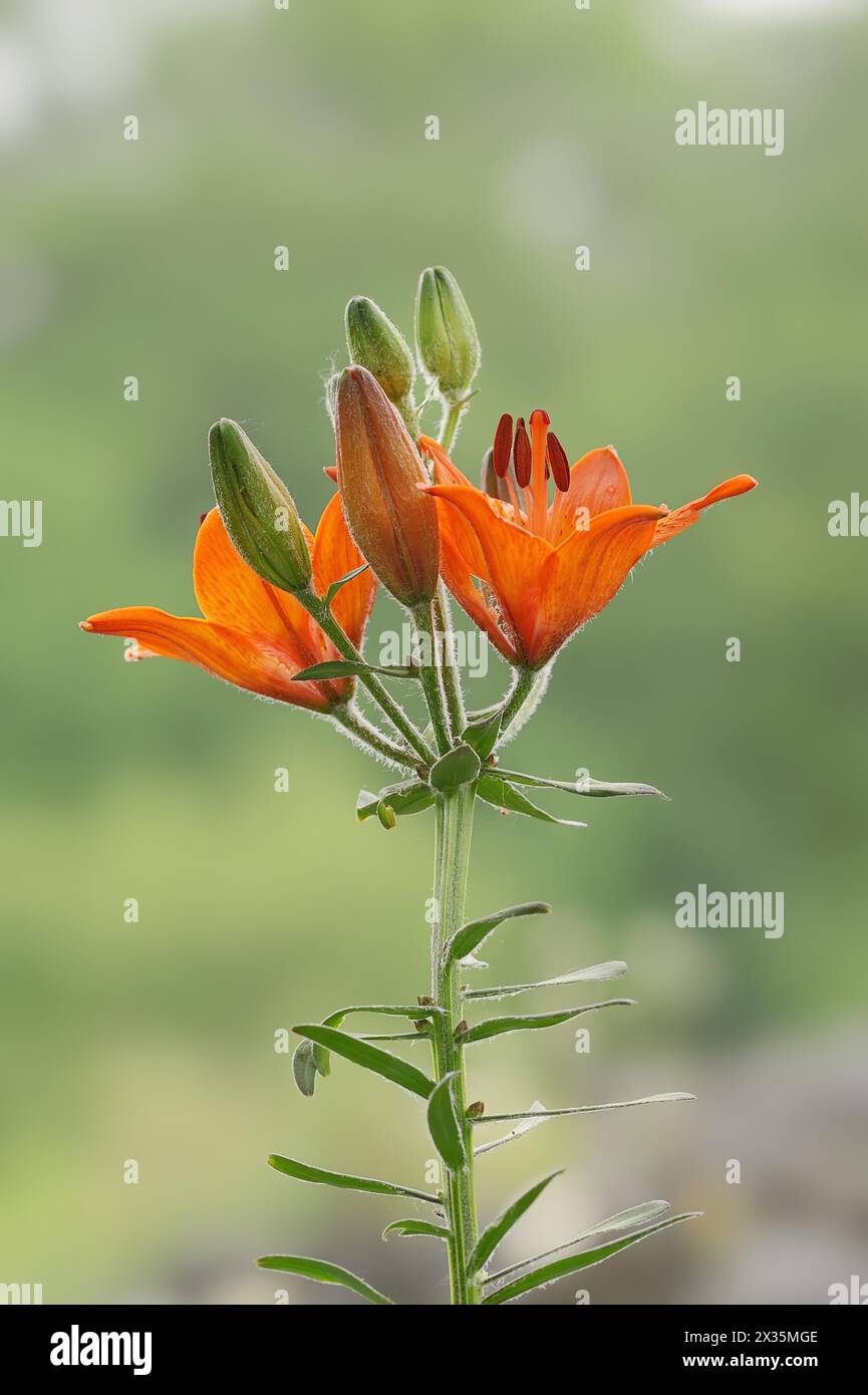 Fire lily (Lilium bulbiferum), flowers, ornamental plant, North Rhine ...
