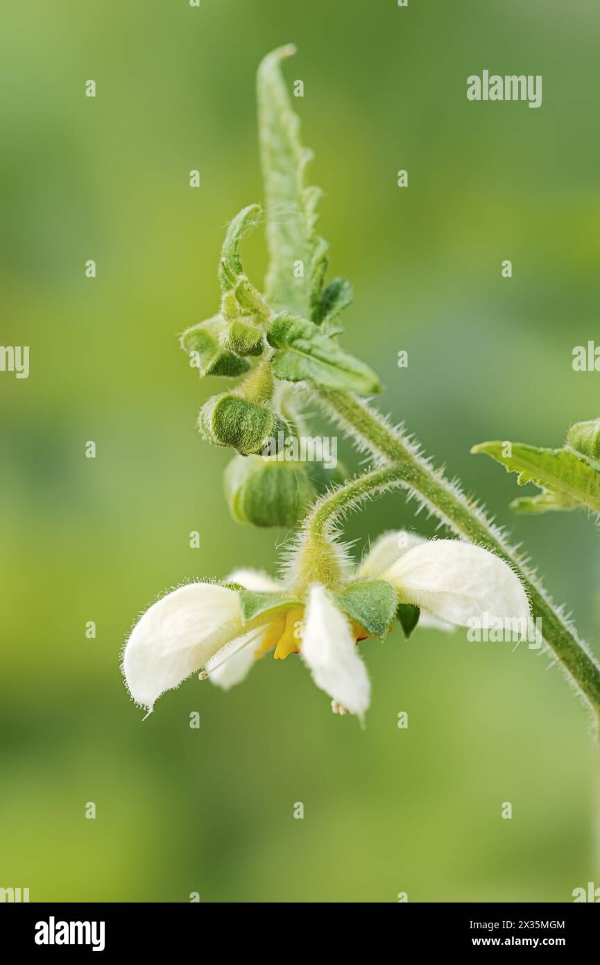 Burning bindweed or chile nettle (Loasa triphylla var. volcanica ...