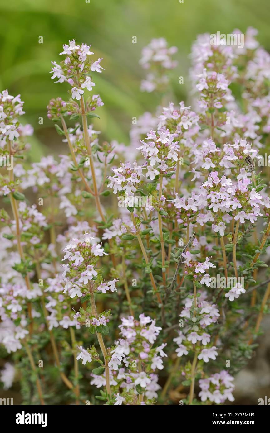 Common thyme (Thymus vulgaris), flowering, medicinal and aromatic plant ...