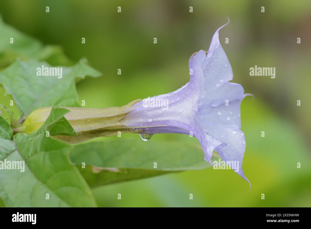 Devil's trumpet (Datura metel), flower, native to Asia Stock Photo - Alamy