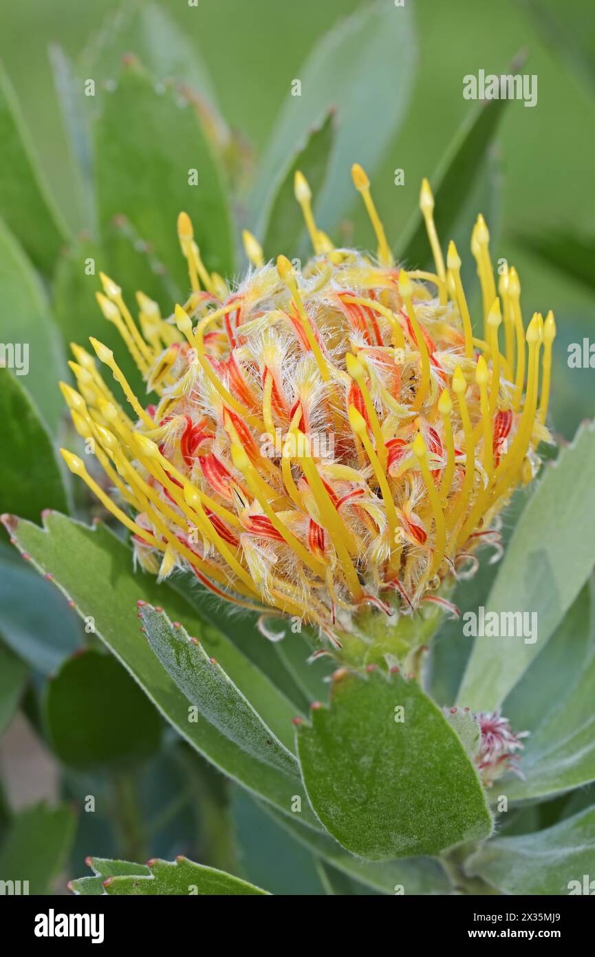Pincushion protea or tree pincushion (Leucospermum conocarpodendron ...