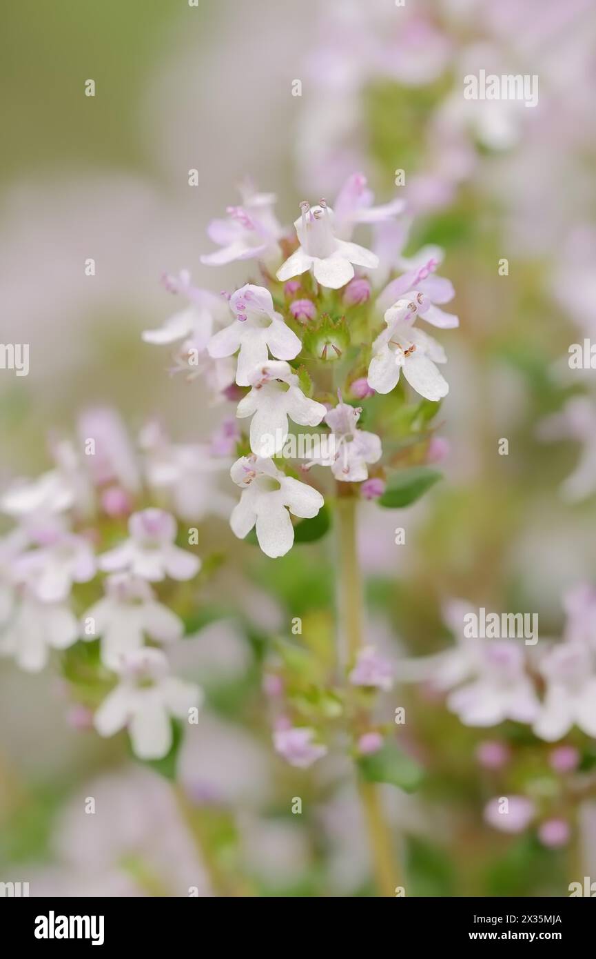 Common thyme (Thymus vulgaris), flowering, medicinal and aromatic plant ...