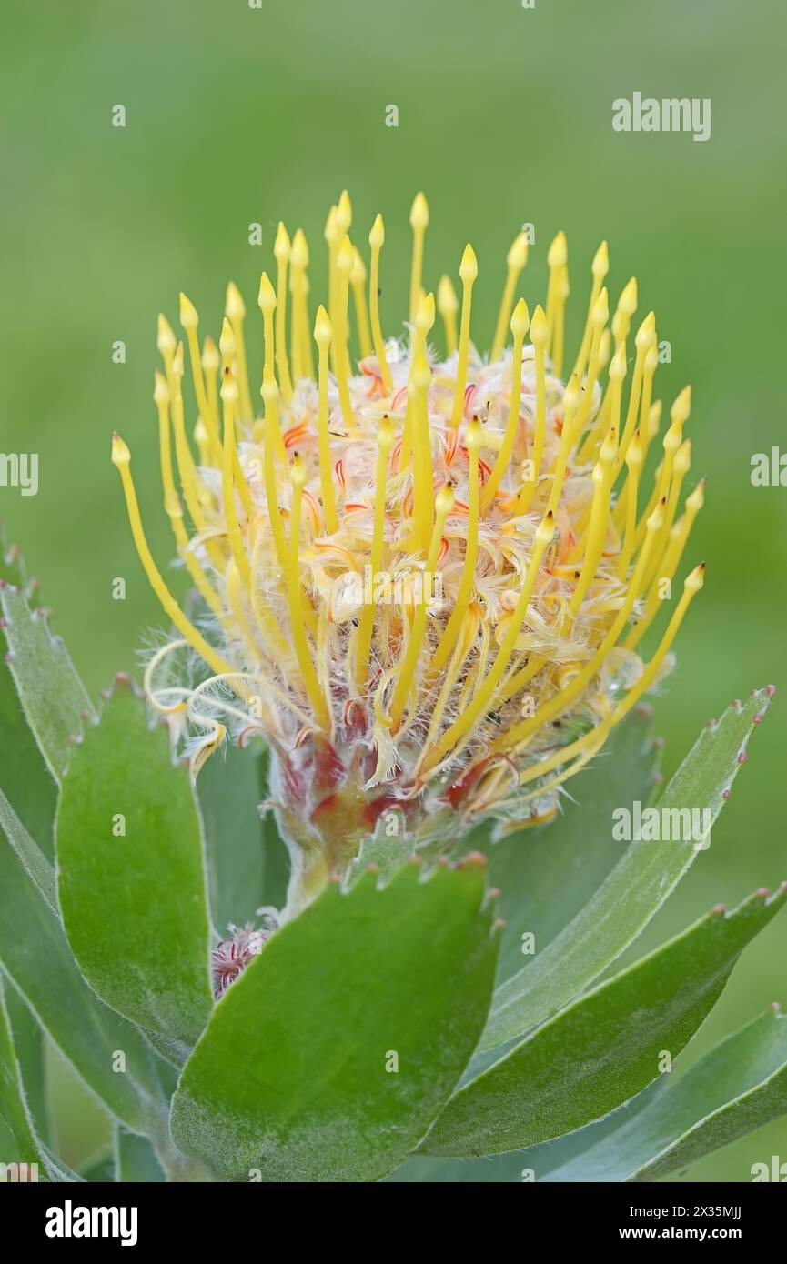 Pincushion protea or tree pincushion (Leucospermum conocarpodendron ...