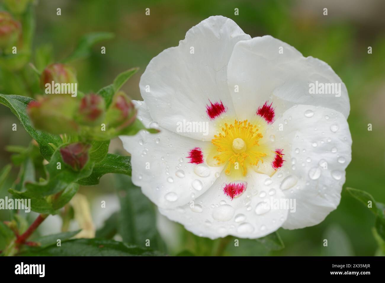 Gum rockrose (Cistus ladanifer), flower, Provence, France Stock Photo ...