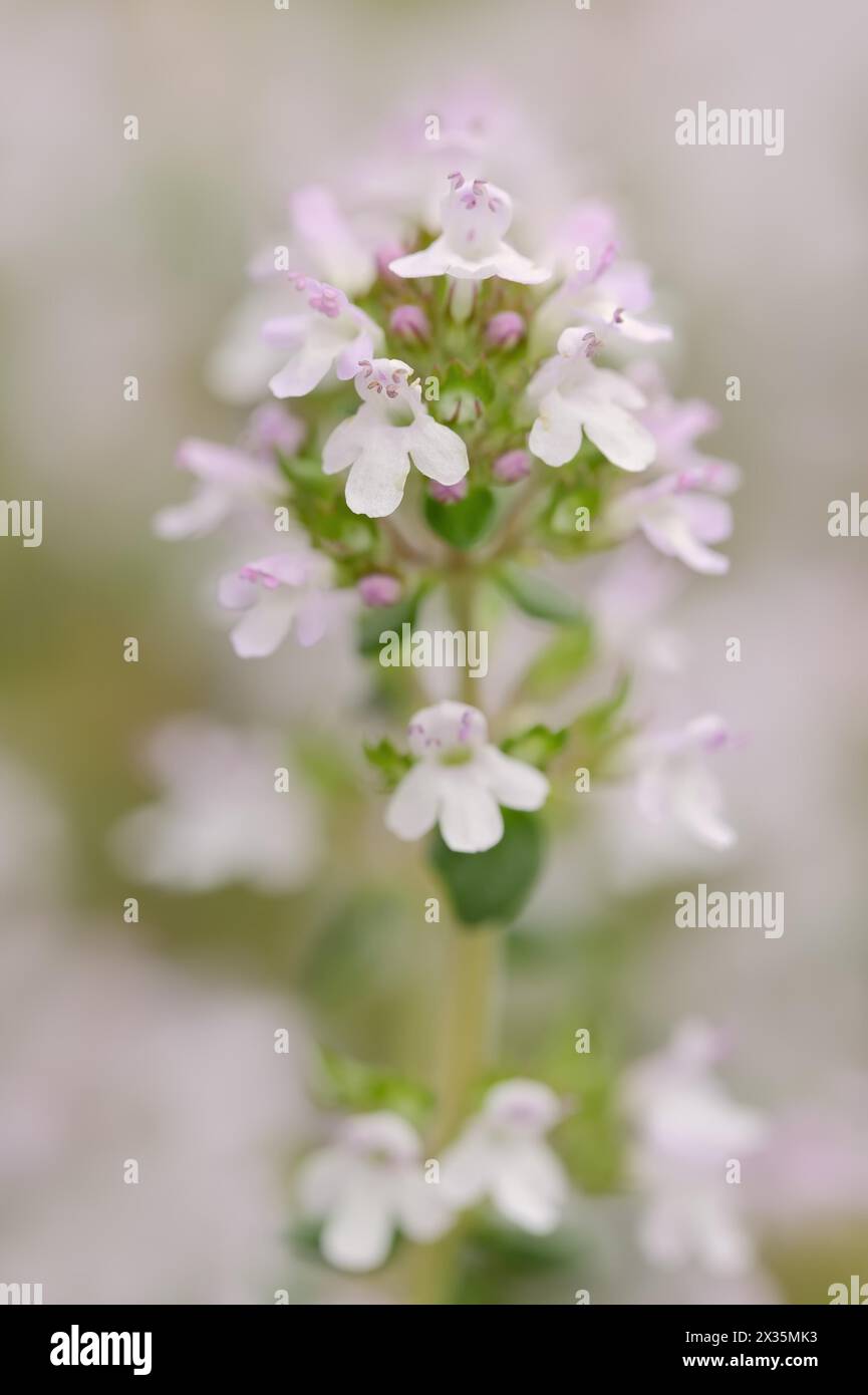 Common thyme (Thymus vulgaris), flowering, medicinal and aromatic plant ...
