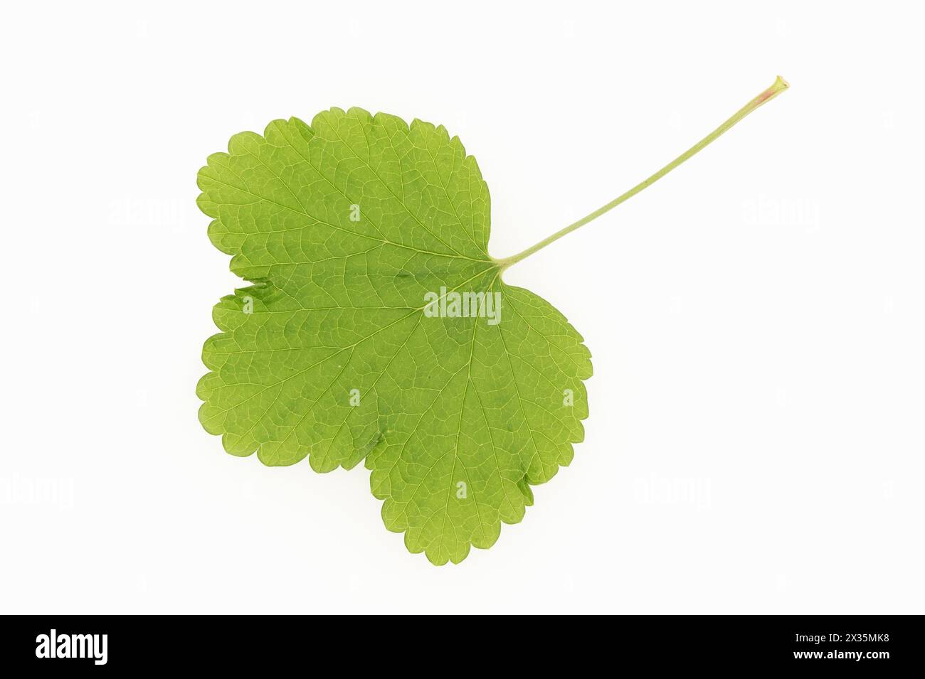 Redcurrant (Ribes rubrum), leaf on white background Stock Photo - Alamy
