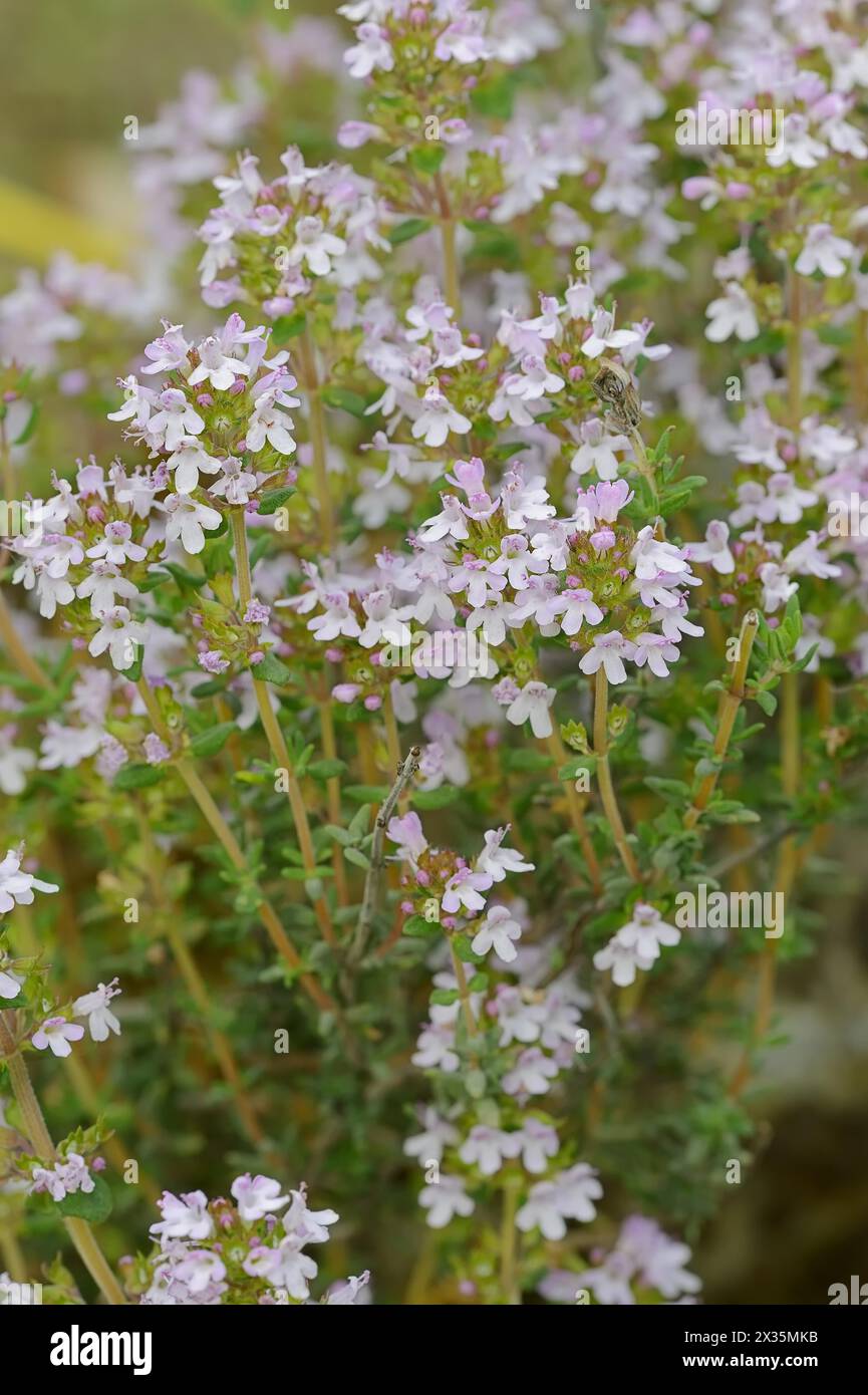 Common thyme (Thymus vulgaris), flowering, medicinal and aromatic plant ...