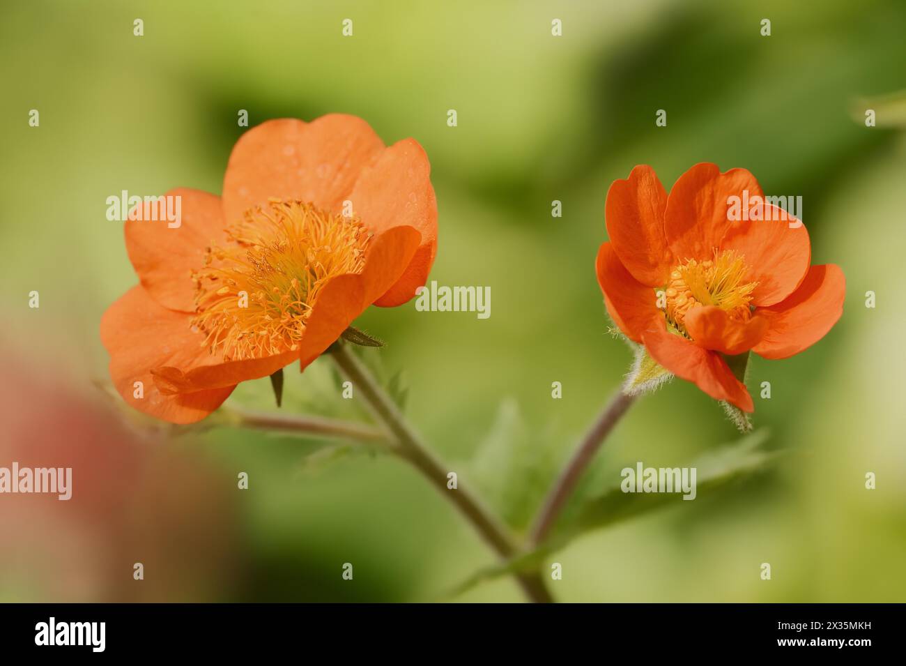 Red carnation root or garden carnation root (Geum coccineum), flowers ...