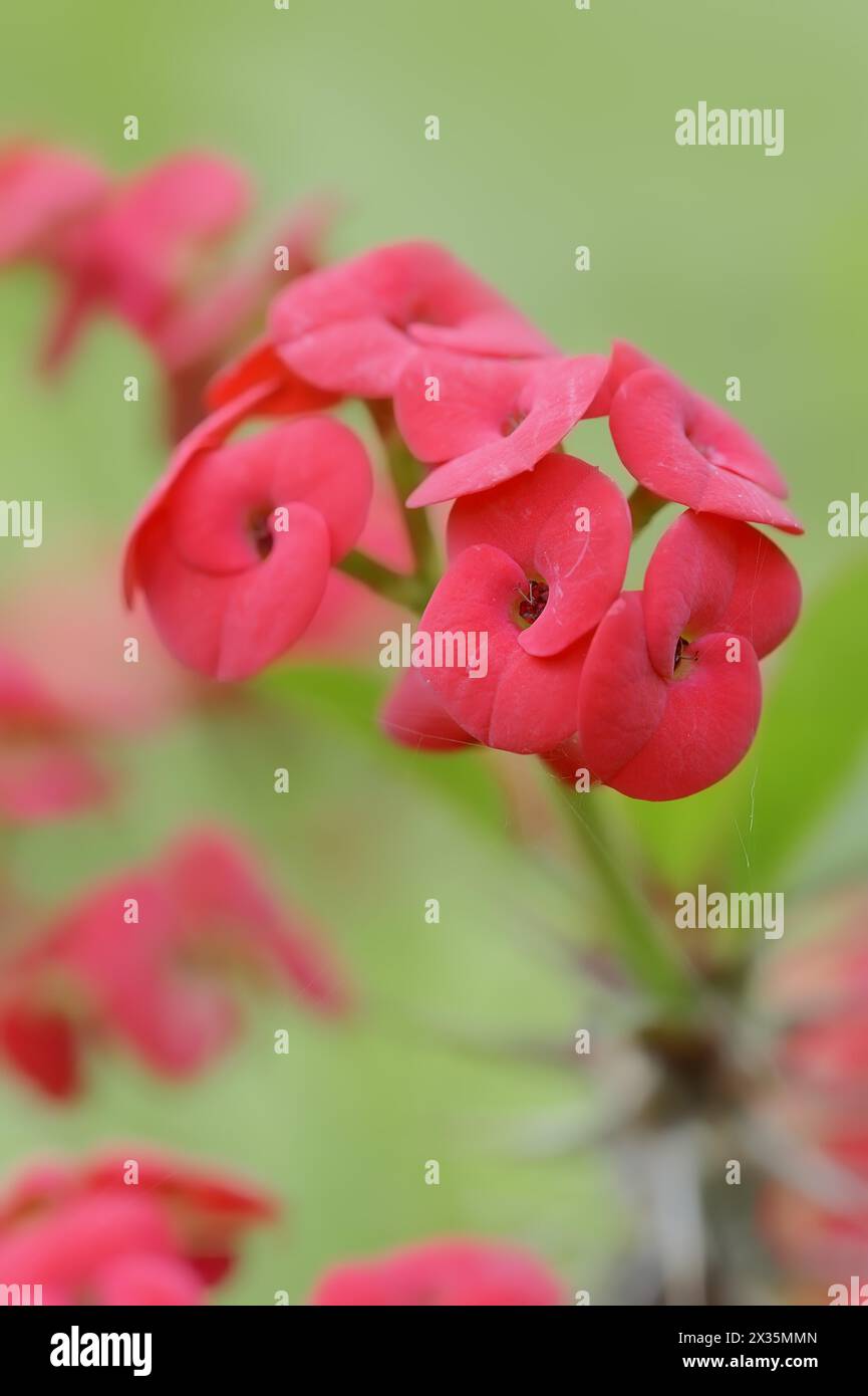 Crown of thorns (Euphorbia milii), flowers, native to Madagascar ...