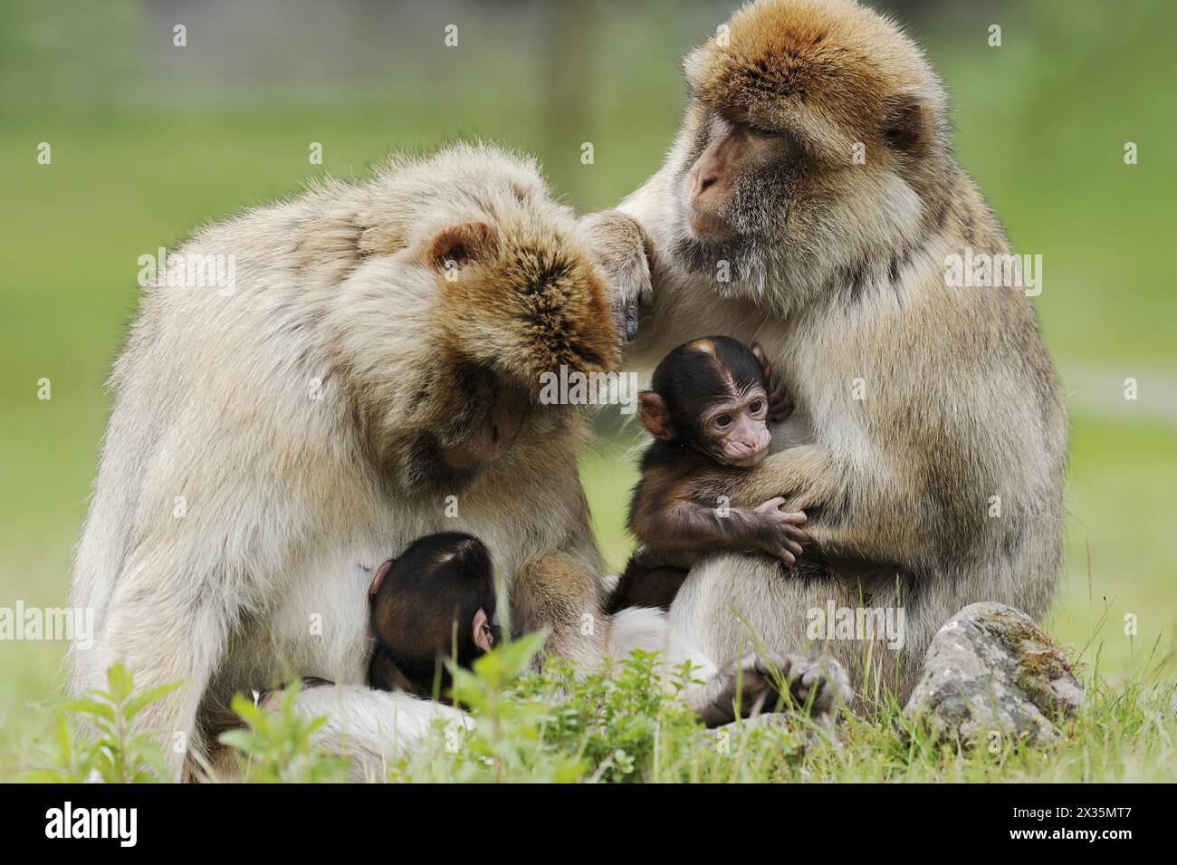Barbary macaque (Macaca sylvanus) with young, captive, occurring in ...