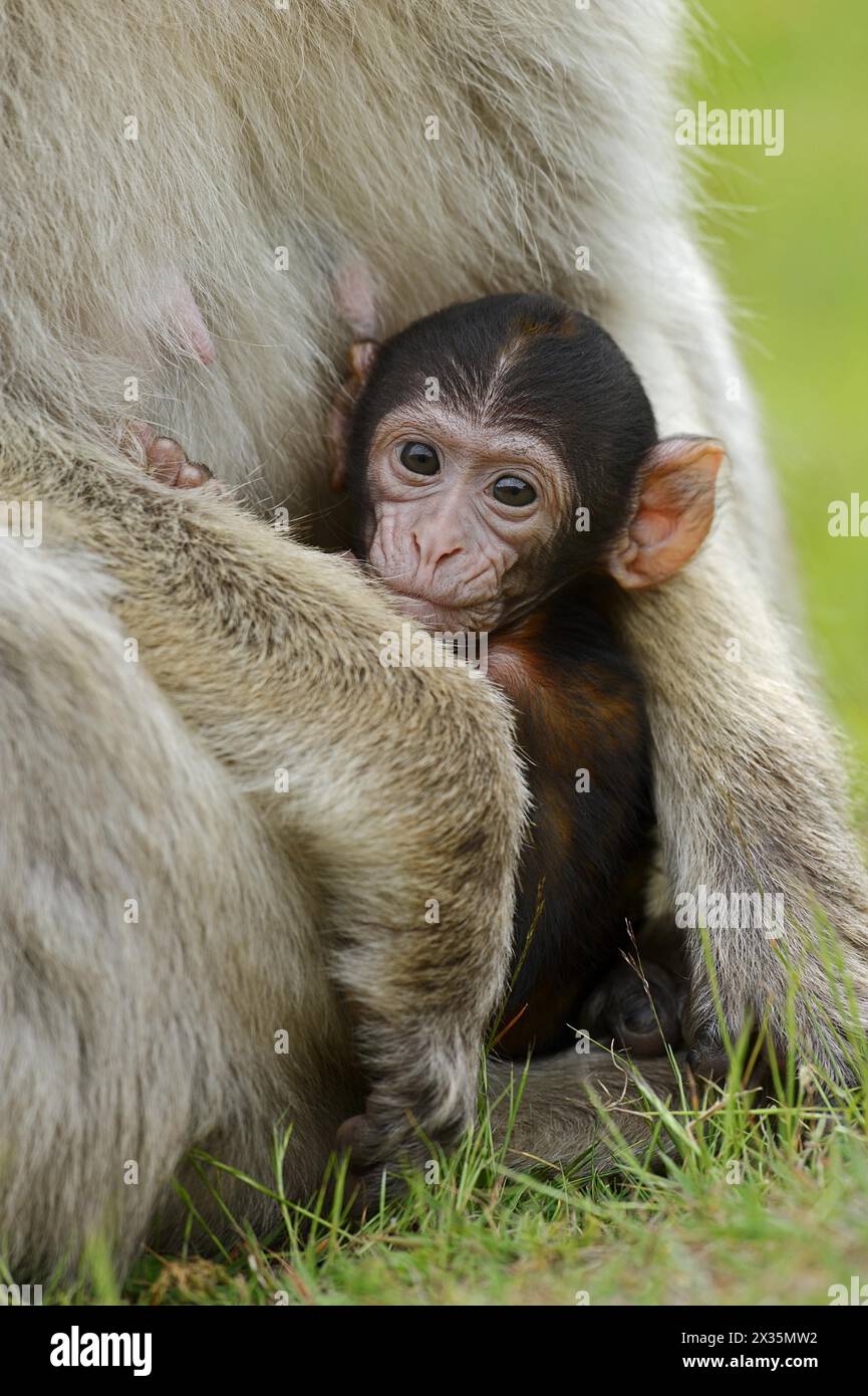 Barbary macaque (Macaca sylvanus), juvenile, captive, occurring in ...
