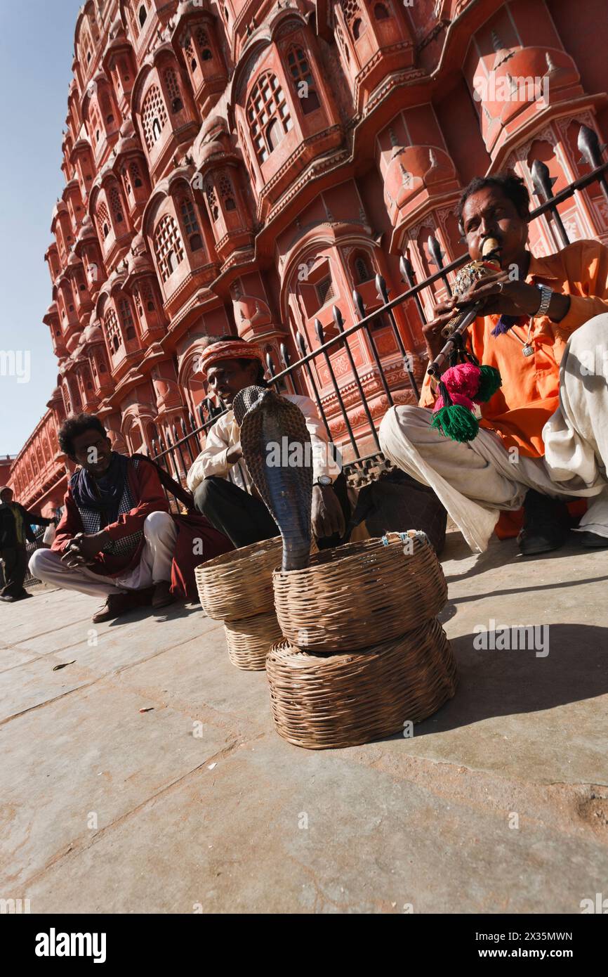 India. Rajasthan, Jaipur, snake charmers make two king cobras ...