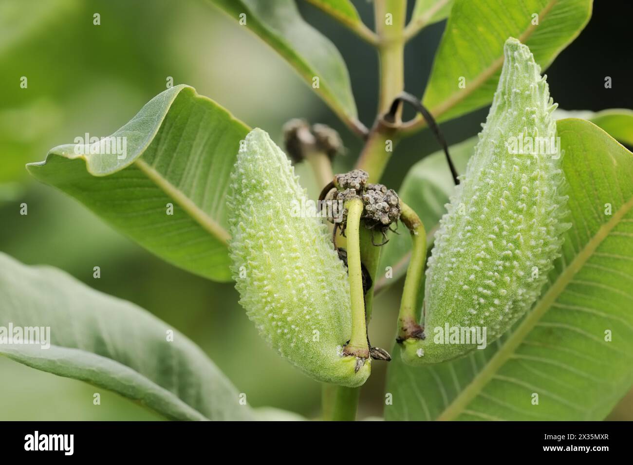 Common milkweed (Asclepias syriaca), fruit, ornamental plant, native to ...