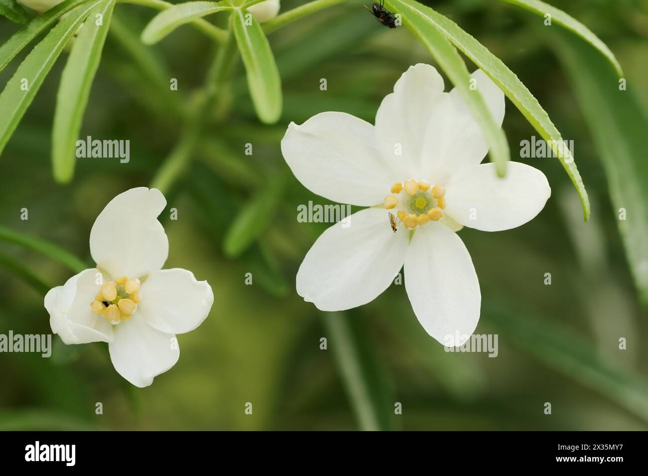 Orange blossom (Choisya ternata), flowers, native to Mexico, ornamental ...