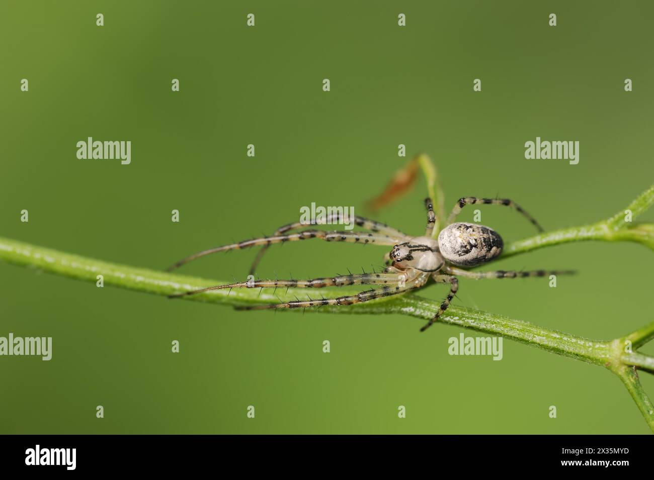 Autumn spider (Metellina segmentata, Meta segmentata), North Rhine ...