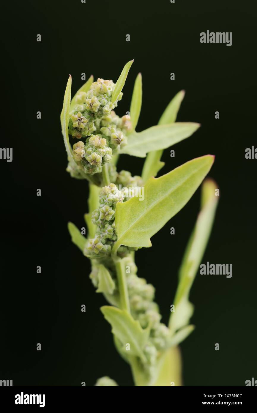 Oxybasis rubra hi-res stock photography and images - Alamy