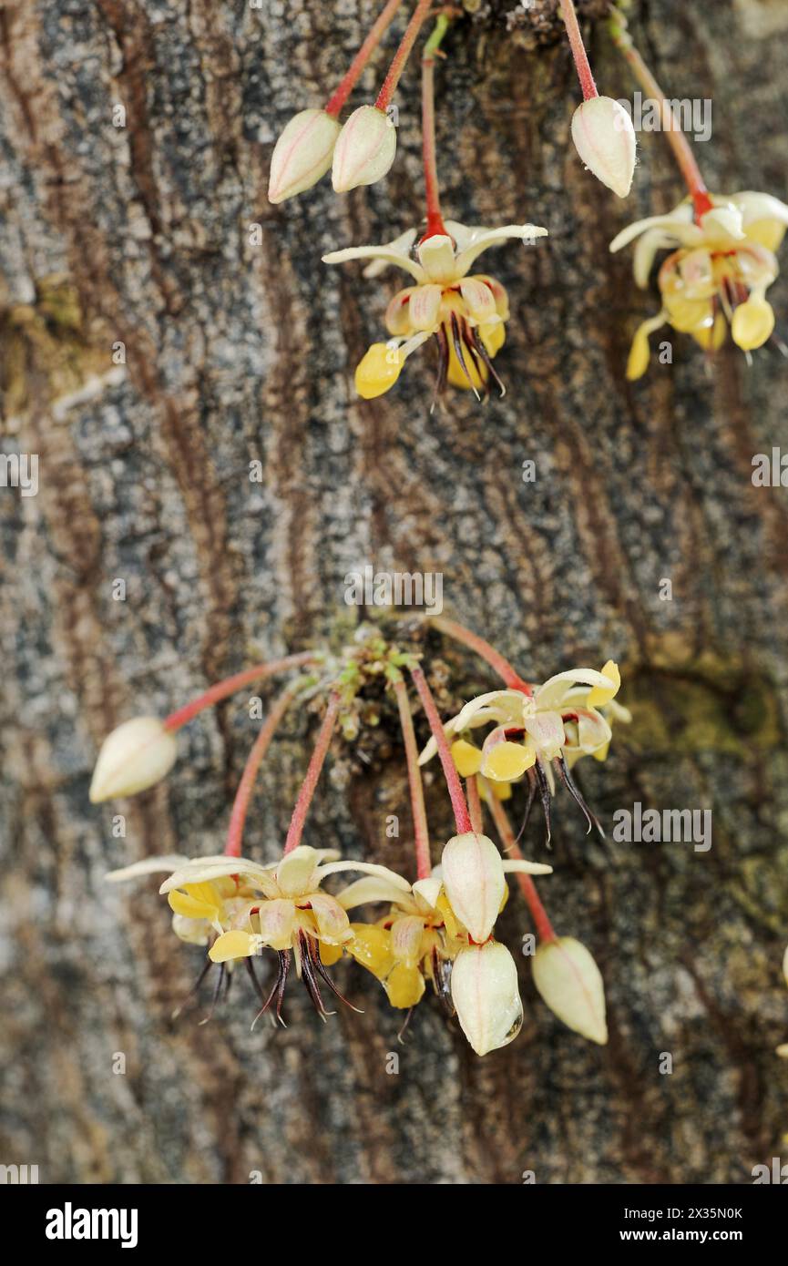 Theobroma cacao flower hi-res stock photography and images - Alamy