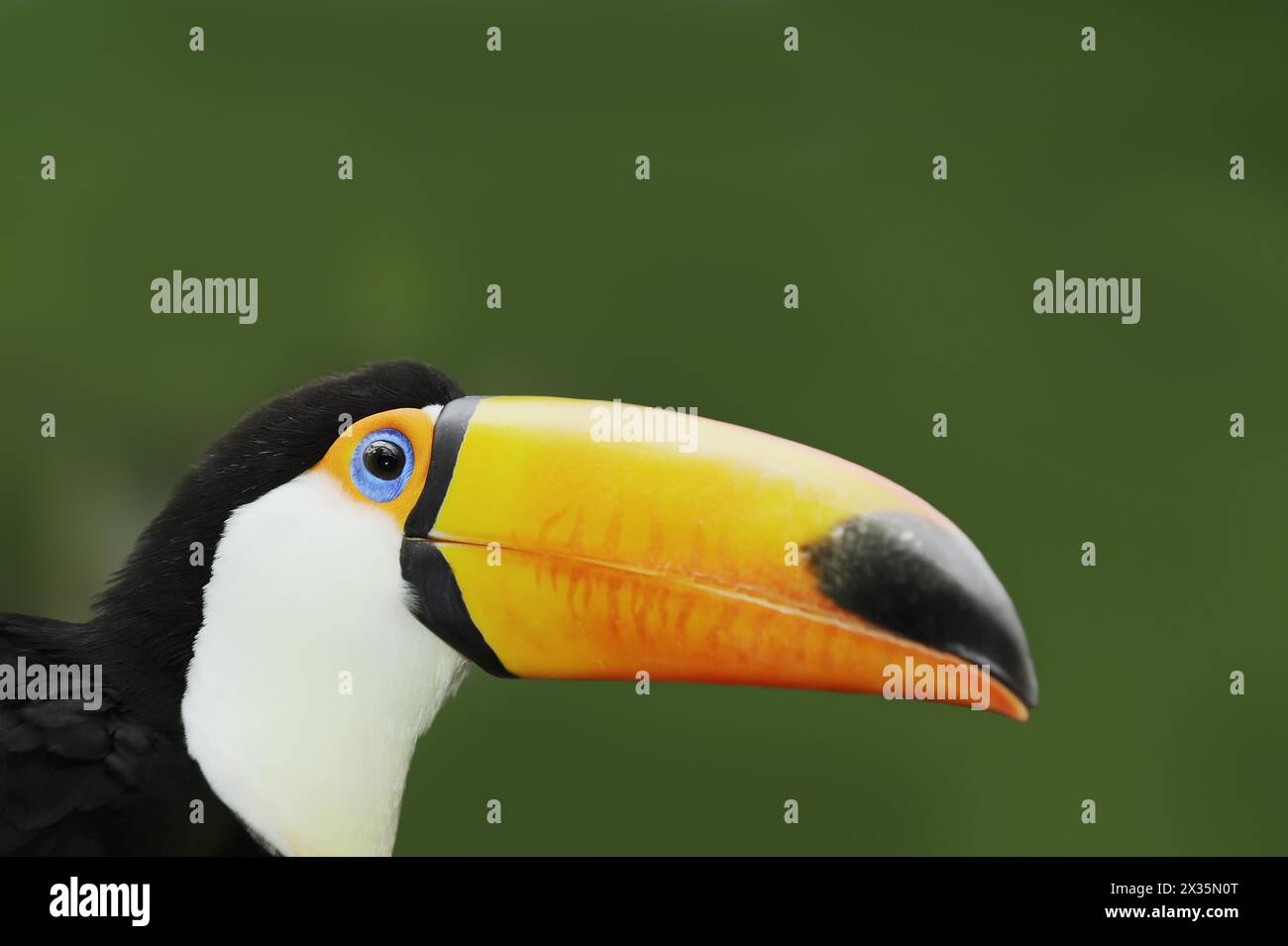 Portrait toco toucan face hi-res stock photography and images - Alamy