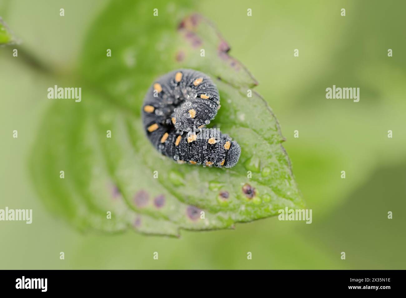 Leaf wasp (Tenthredo marginella), larva, North Rhine-Westphalia ...