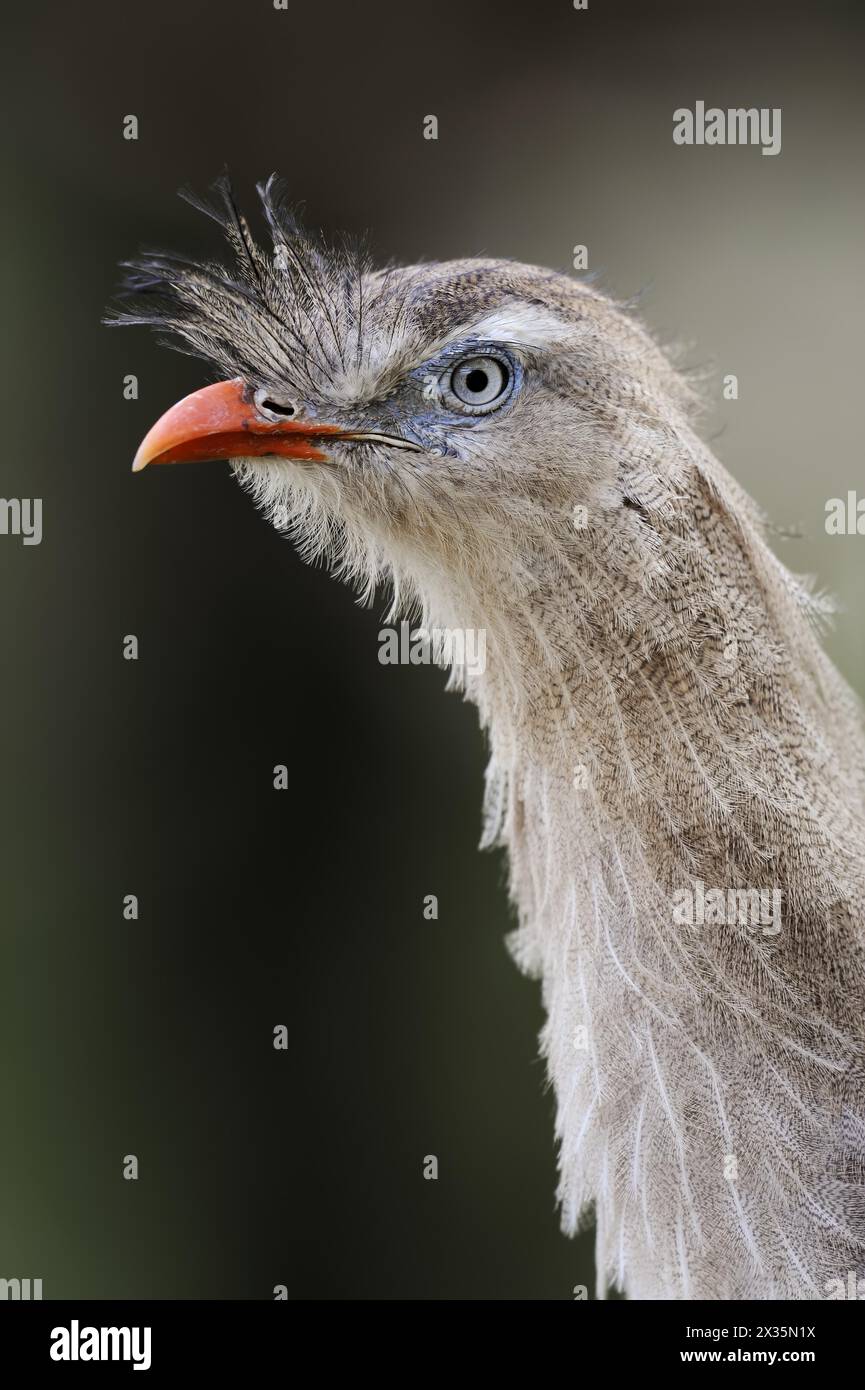 Red-legged seriema (Cariama cristata), portrait, captive, occurrence in ...