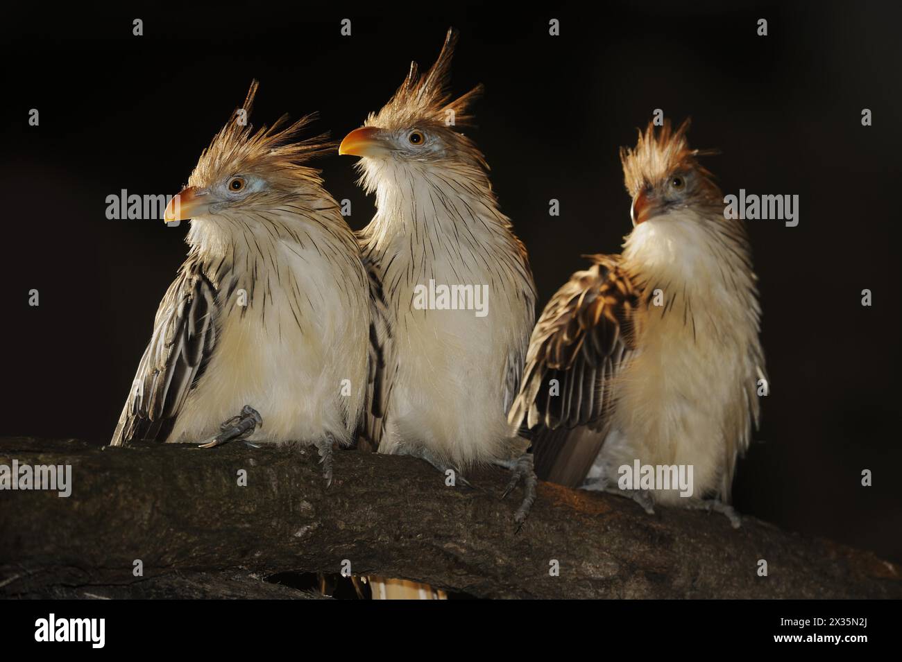Guira cuckoo (Guira guira), captive, occurring in South America Stock ...