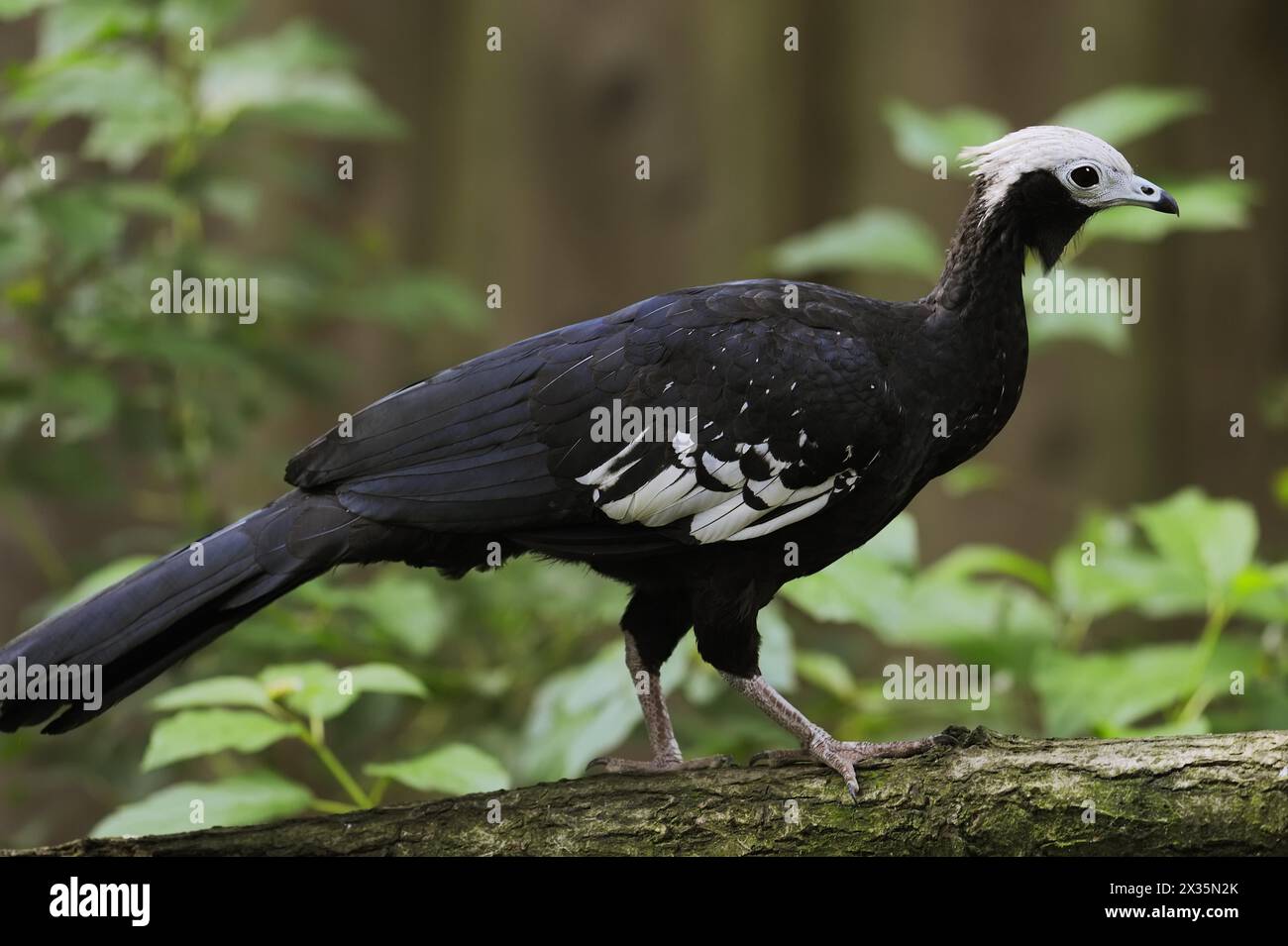 Blue-throated guan (Pipile cumanensis, Aburria cumanensis), captive ...