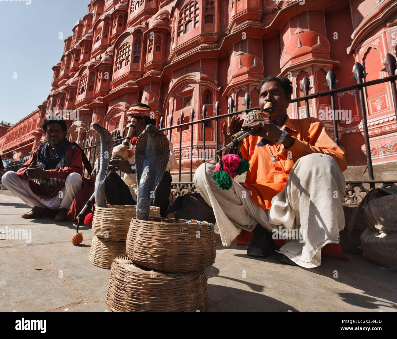 India. Rajasthan, Jaipur, snake charmers make two king cobras (Ophiophagus hannah) dance in ...