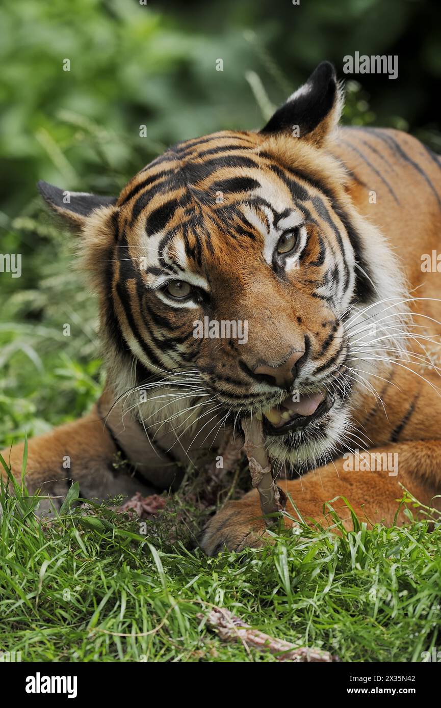 Sumatran tiger (Panthera tigris sumatrae), feeding, captive, occurring ...