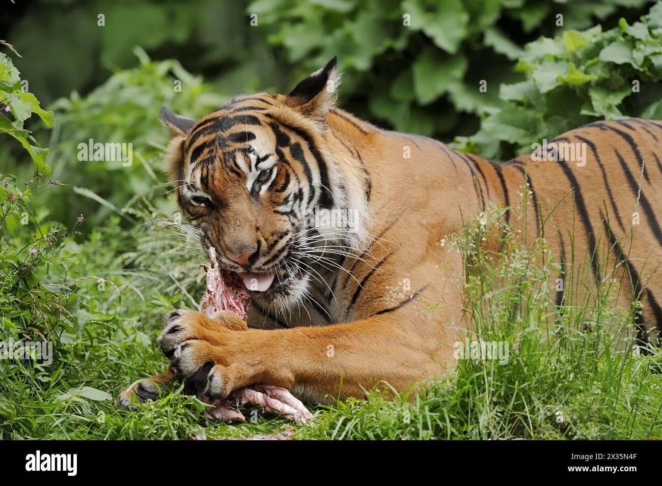 Sumatran tiger (Panthera tigris sumatrae), feeding, captive, occurring ...