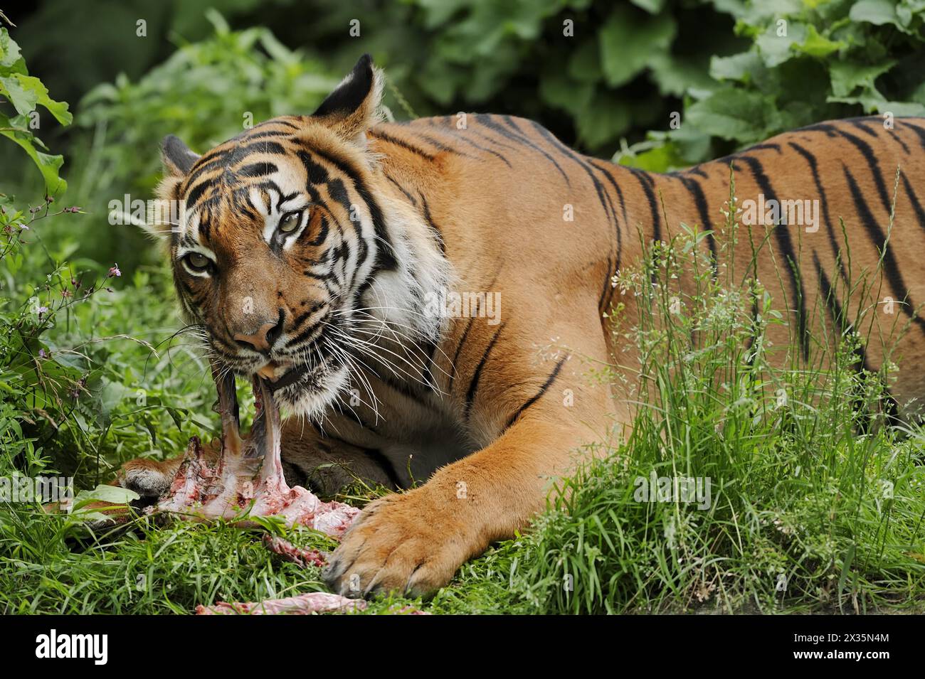 Sumatran tiger (Panthera tigris sumatrae), feeding, captive, occurring ...